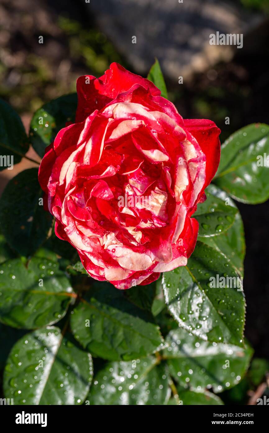 red rose flower on the branch in the garden Stock Photo - Alamy