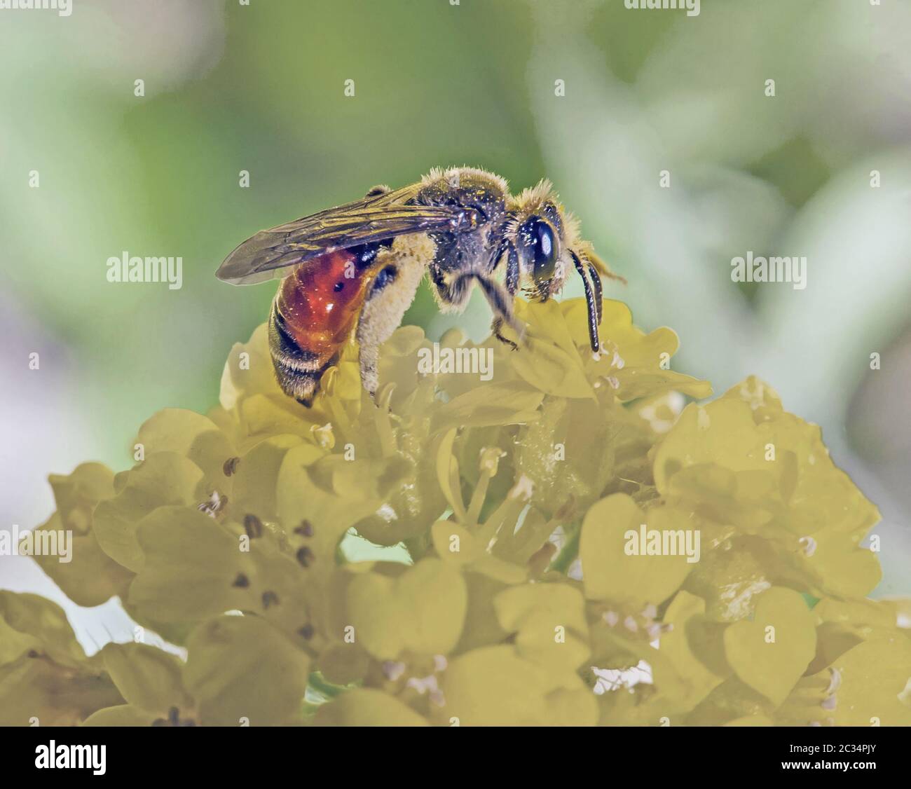 Large scabious mining-bee 'Andrena hattorfiana' Stock Photo - Alamy