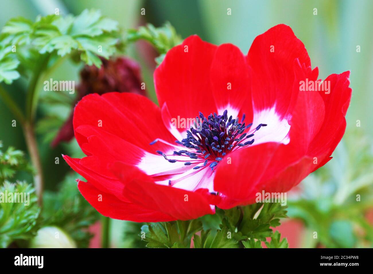 red Anemone coronaria flower red white Stock Photo - Alamy
