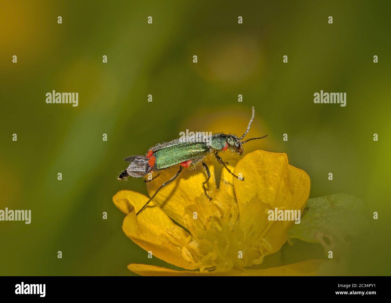 Malachite beetle 'Malachius bipustulatus' Stock Photo - Alamy