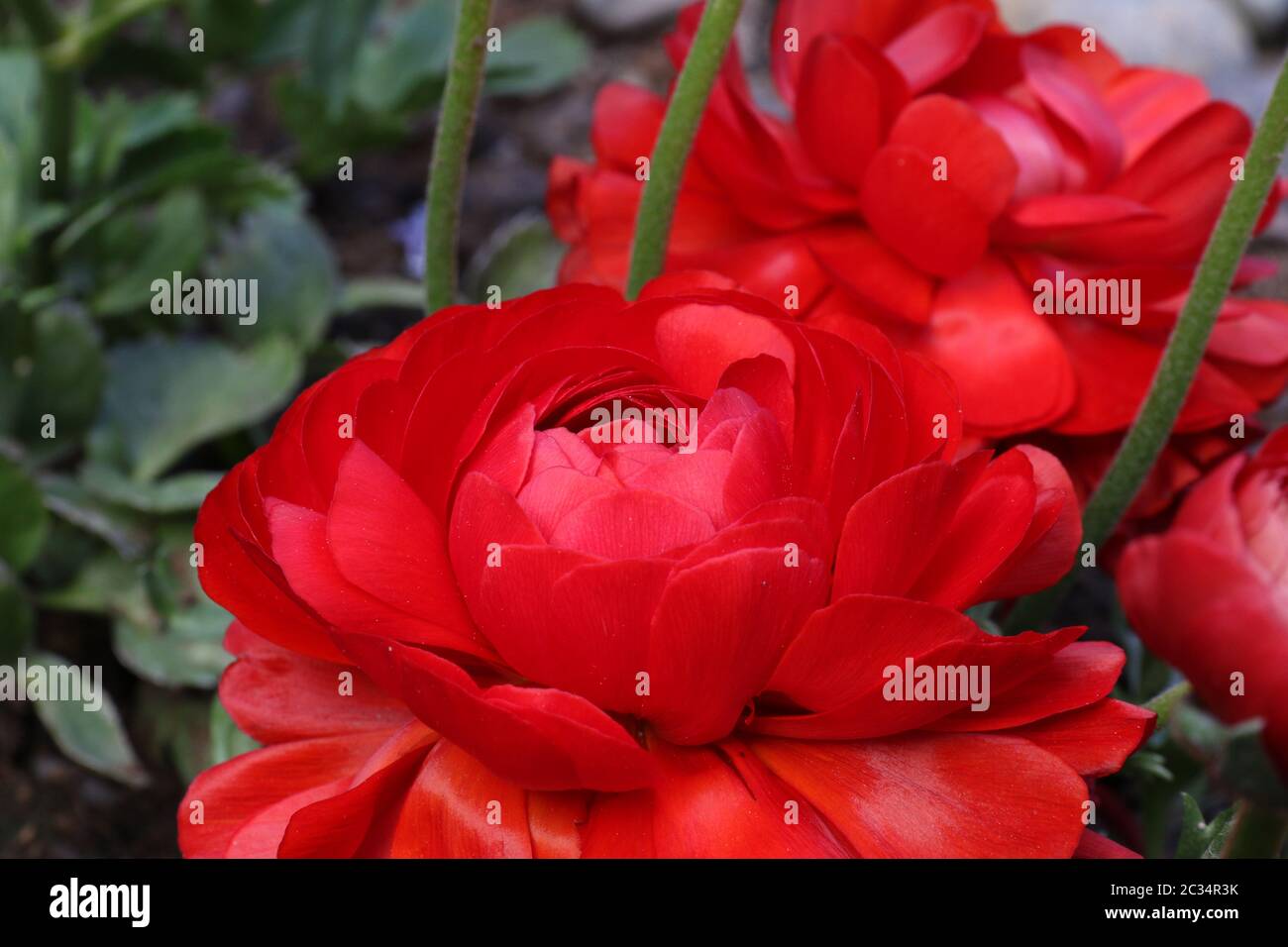 red Persian Buttercup Flower Ranunculus asiaticus Stock Photo - Alamy