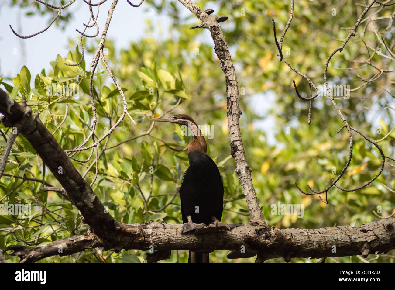 African darter (Anhinga rufa) laying Stock Photo - Alamy