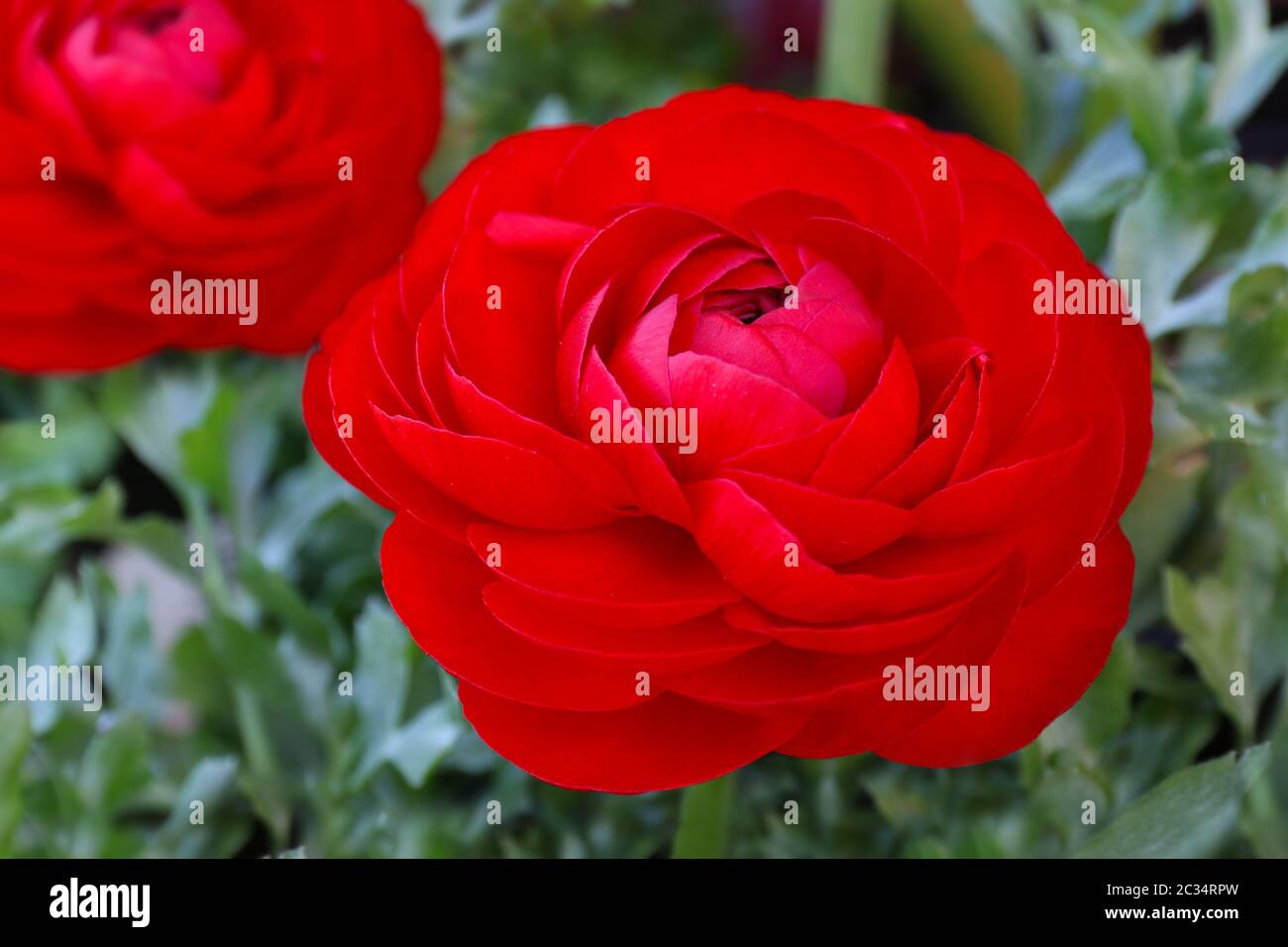 red Persian Buttercup Flower Ranunculus asiaticus Stock Photo - Alamy