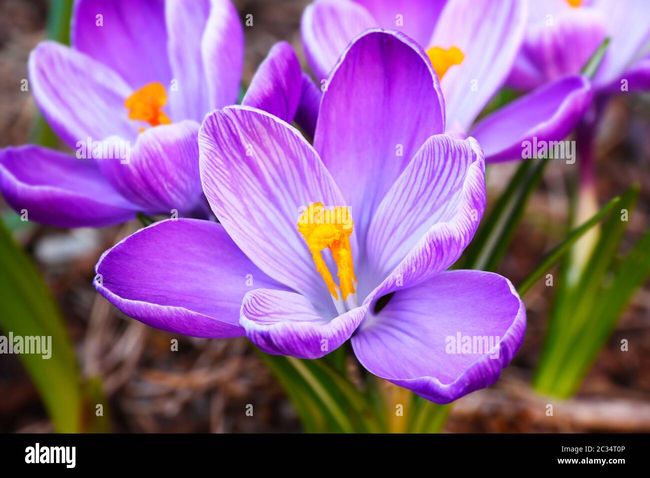 Group of crocus flower Crocus longiflorus Bouquet of purple crocuses ...