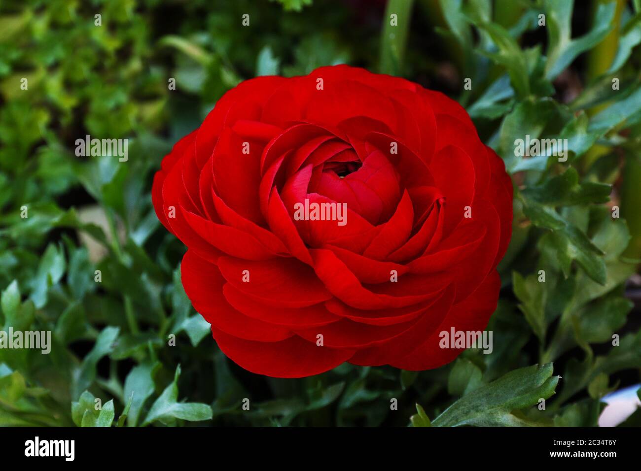 Red persian hi-res stock photography and images - Alamy