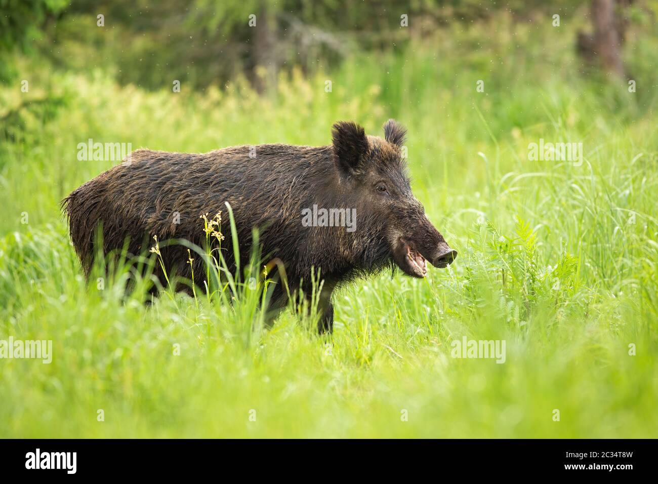 Smiling wild boar, sus scrofa, chewing with mouth open on pasture in ...
