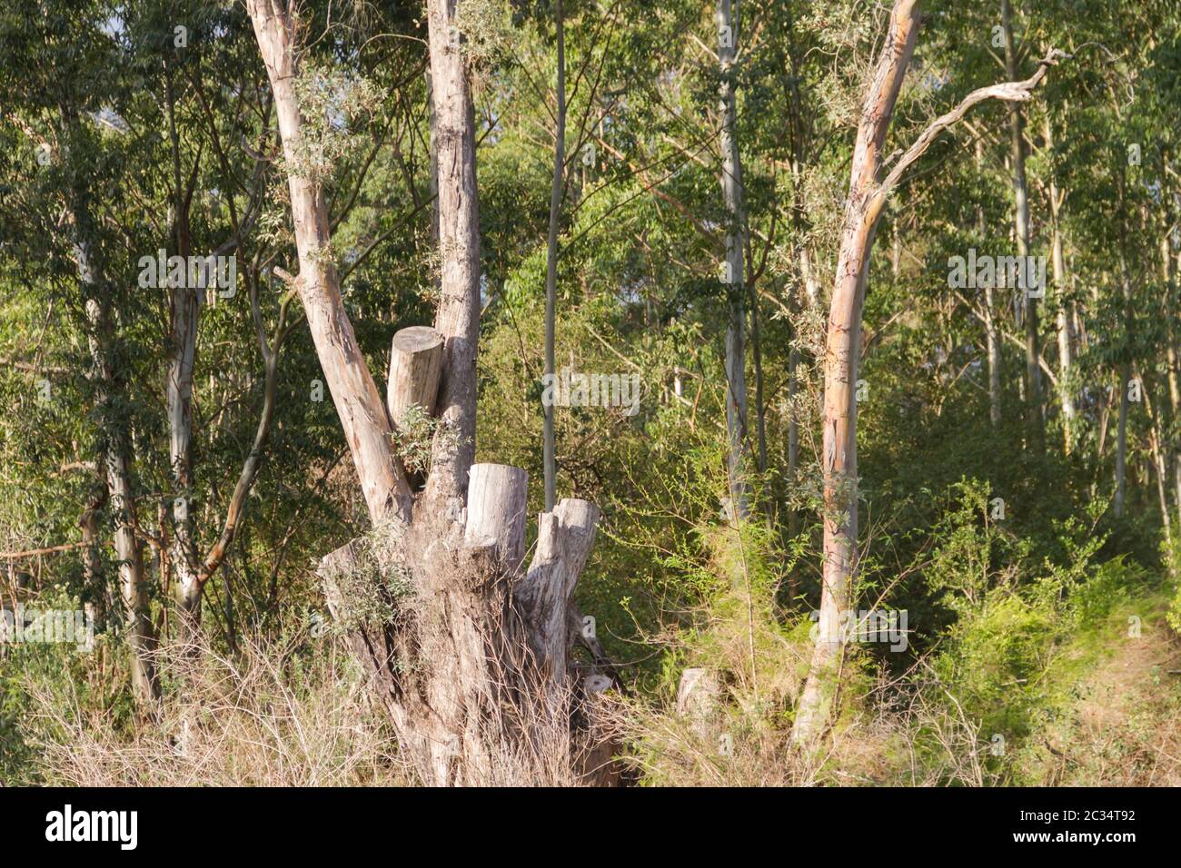 Sequoia trees felled hi-res stock photography and images - Alamy