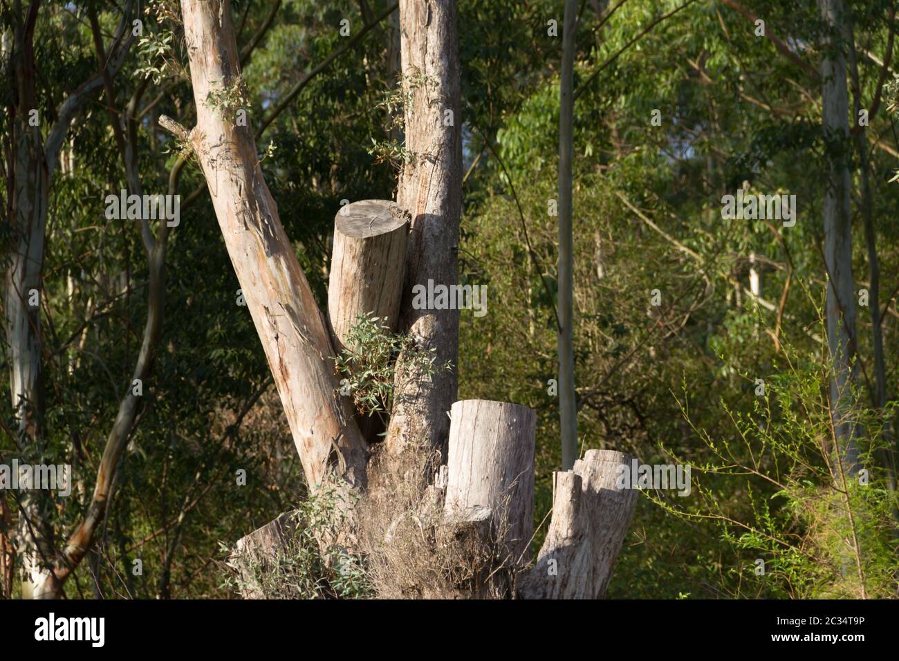 Sequoia trees felled hi-res stock photography and images - Alamy