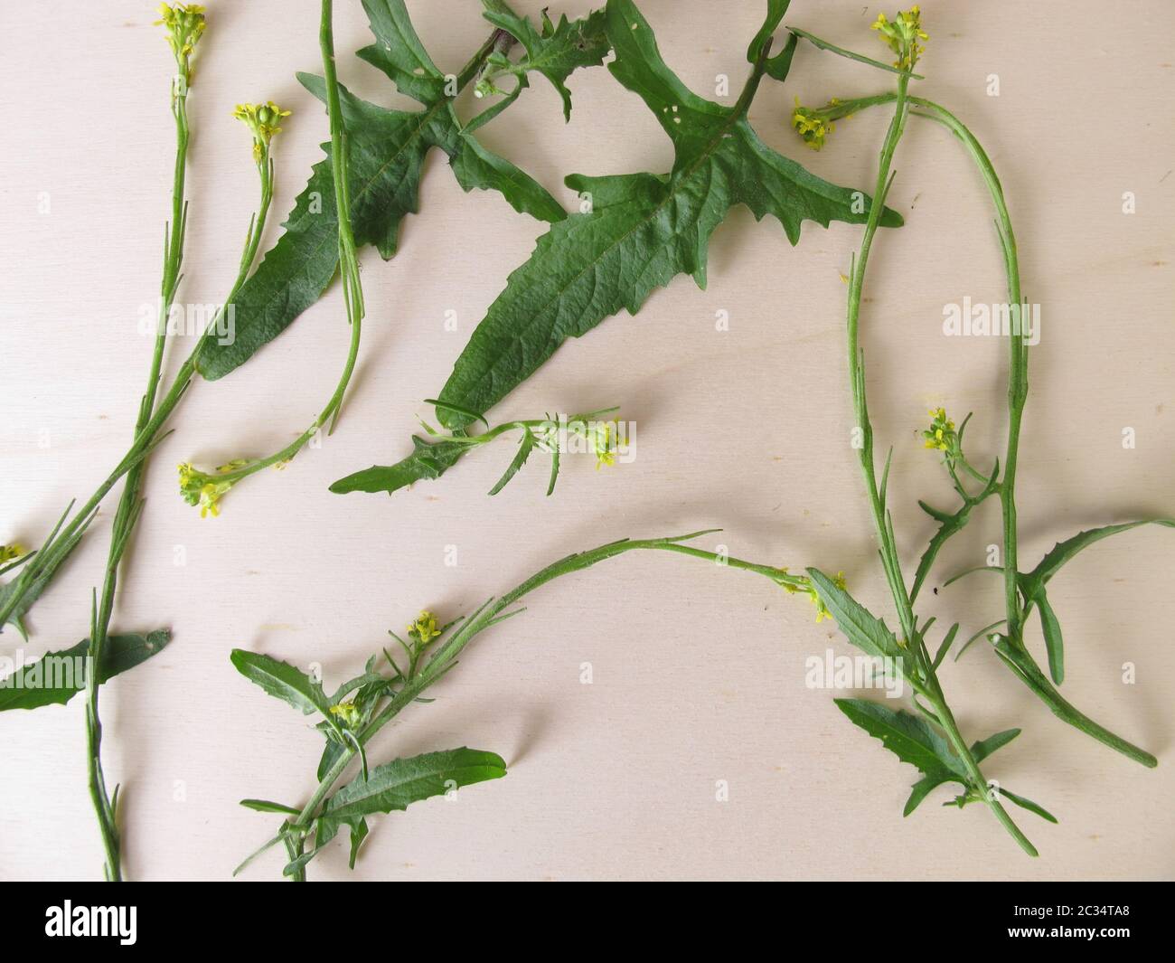 Hedge mustard hi-res stock photography and images - Alamy