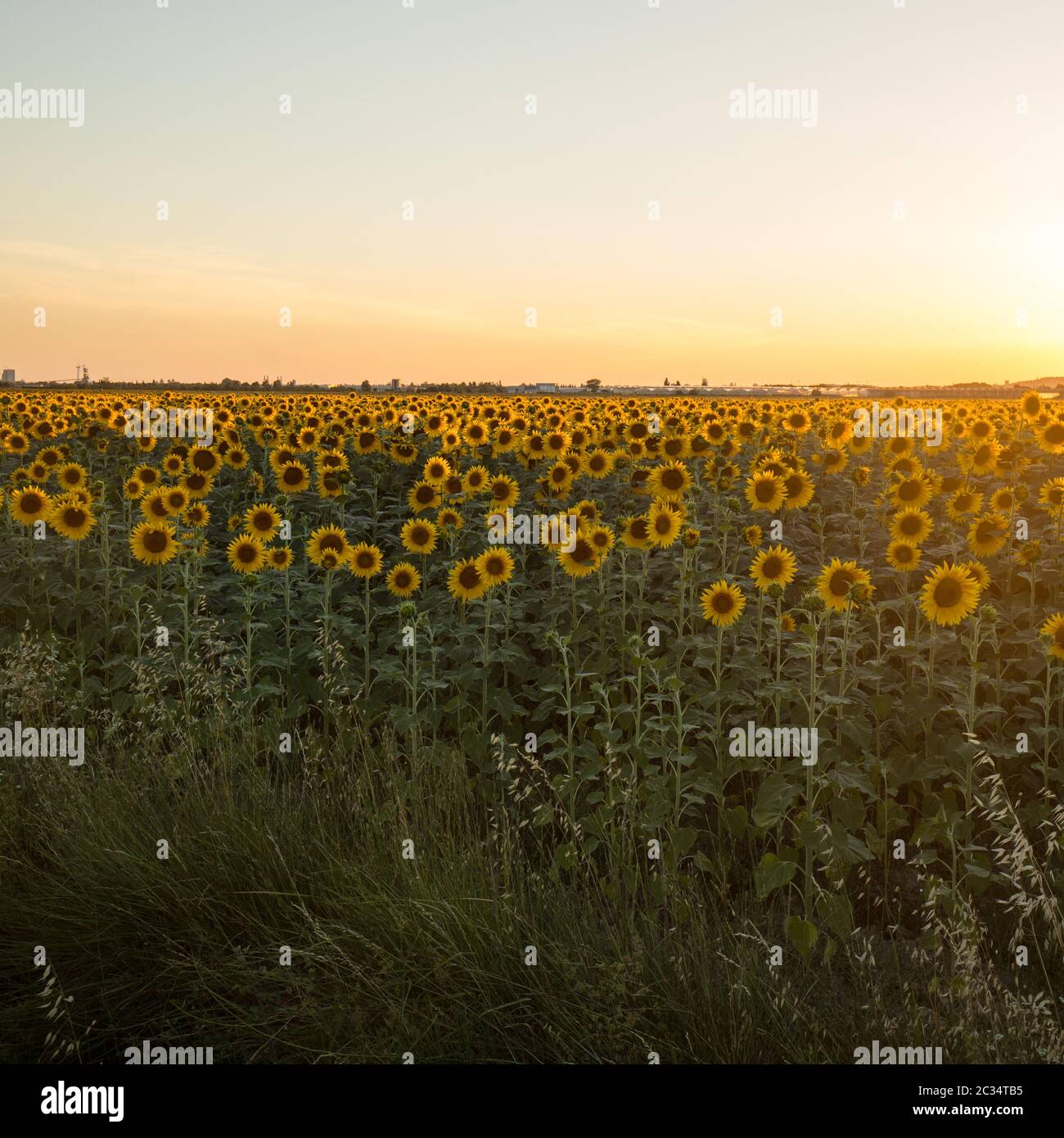 Field with flowers near arles hi-res stock photography and images - Alamy
