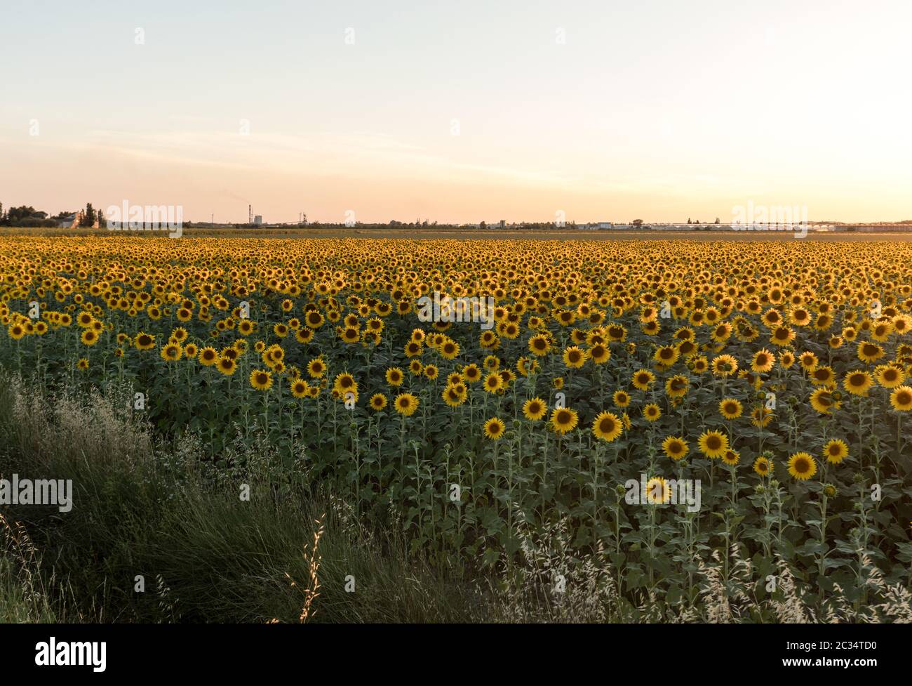 Sunflowers field near Arles in Provence, France Stock Photo - Alamy