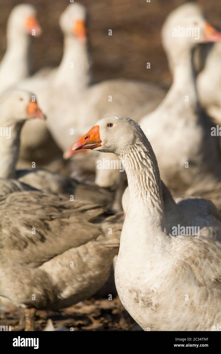Farm animals group hi-res stock photography and images - Alamy