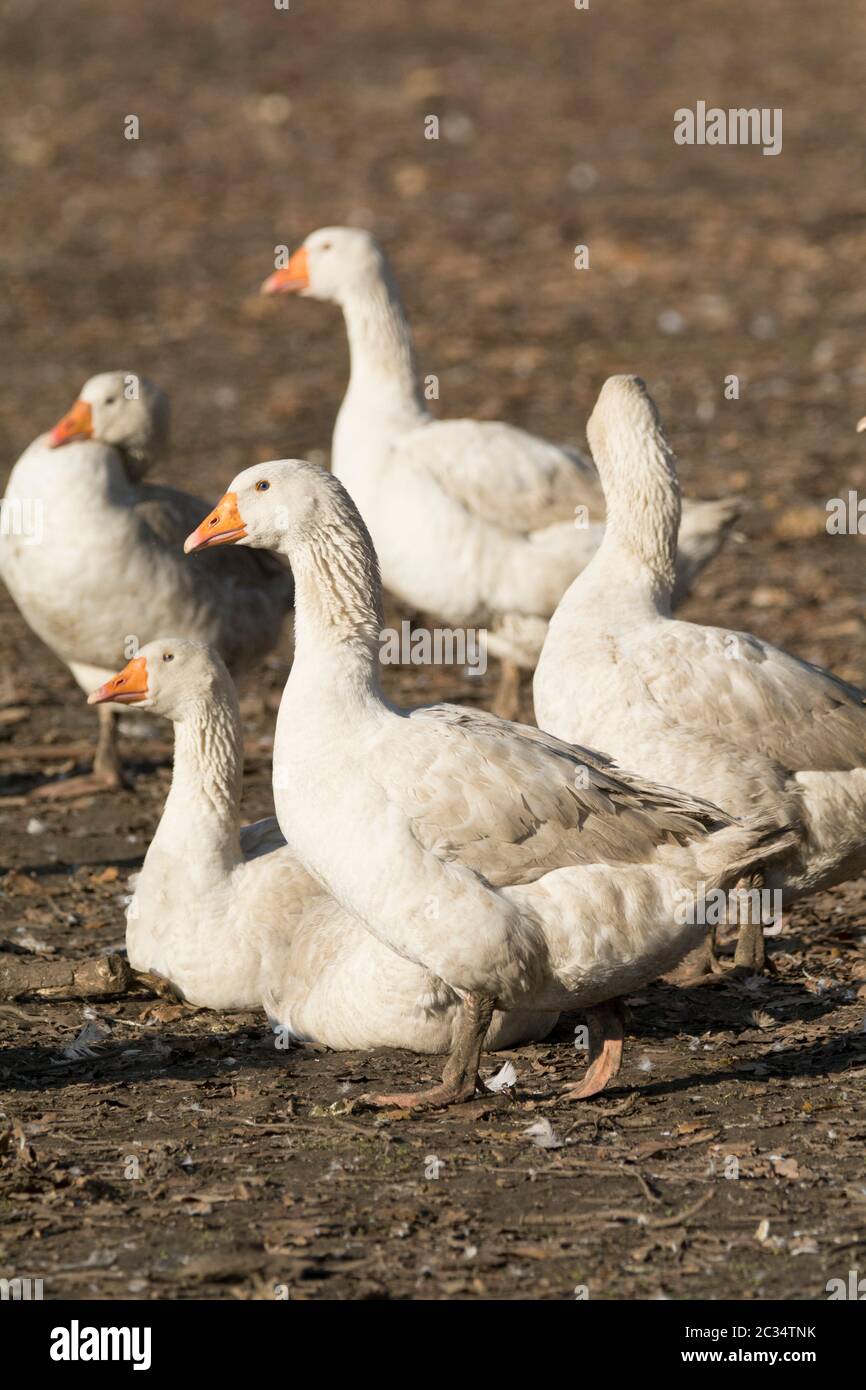 Goose farm hi-res stock photography and images - Alamy