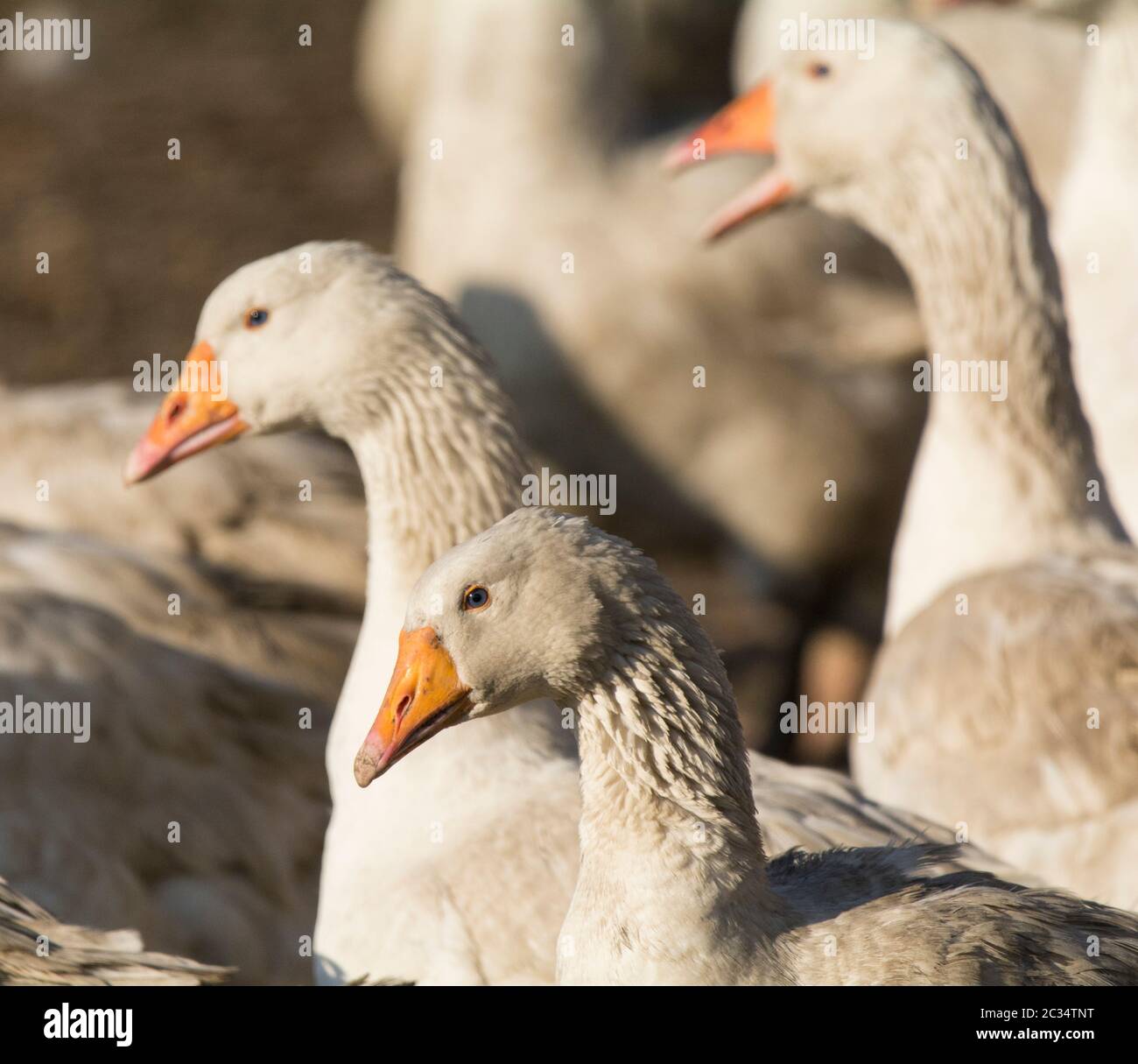 Group of goose hi-res stock photography and images - Alamy