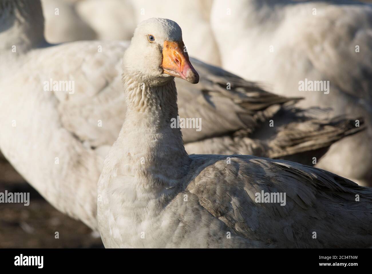 Group of goose hi-res stock photography and images - Alamy