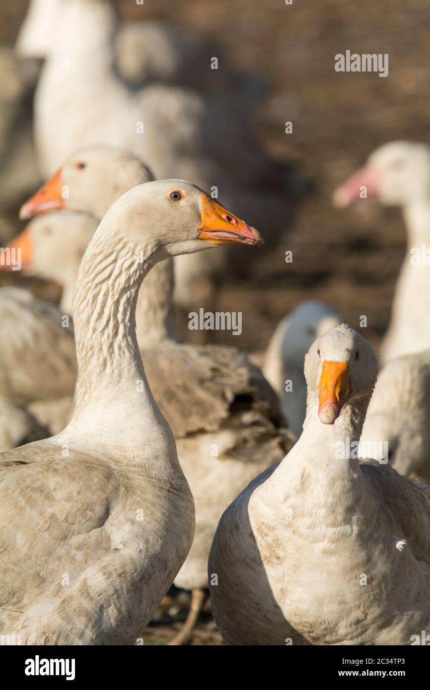 Goose animals hi-res stock photography and images - Alamy