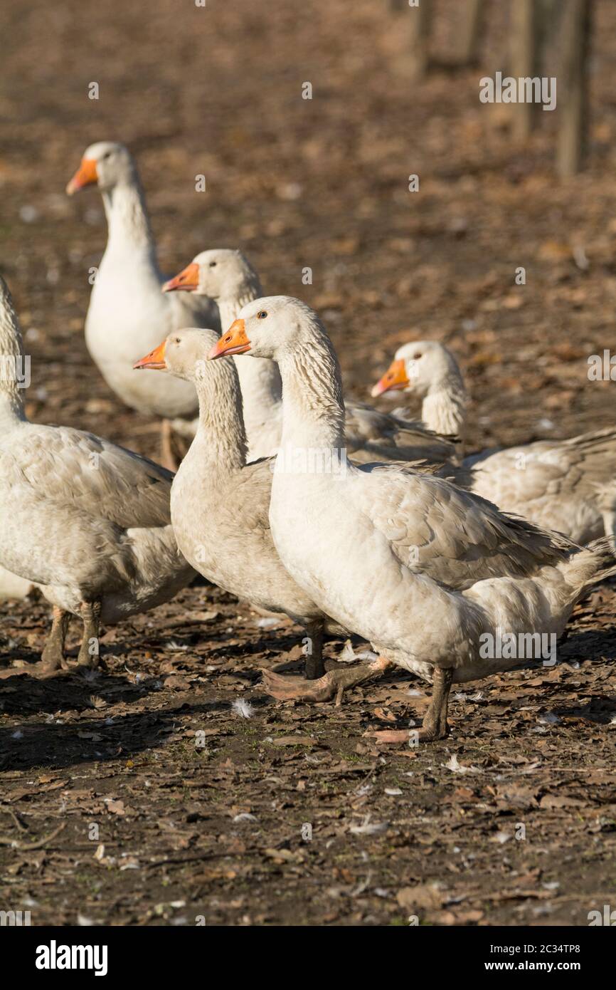 Goose farm hi-res stock photography and images - Alamy