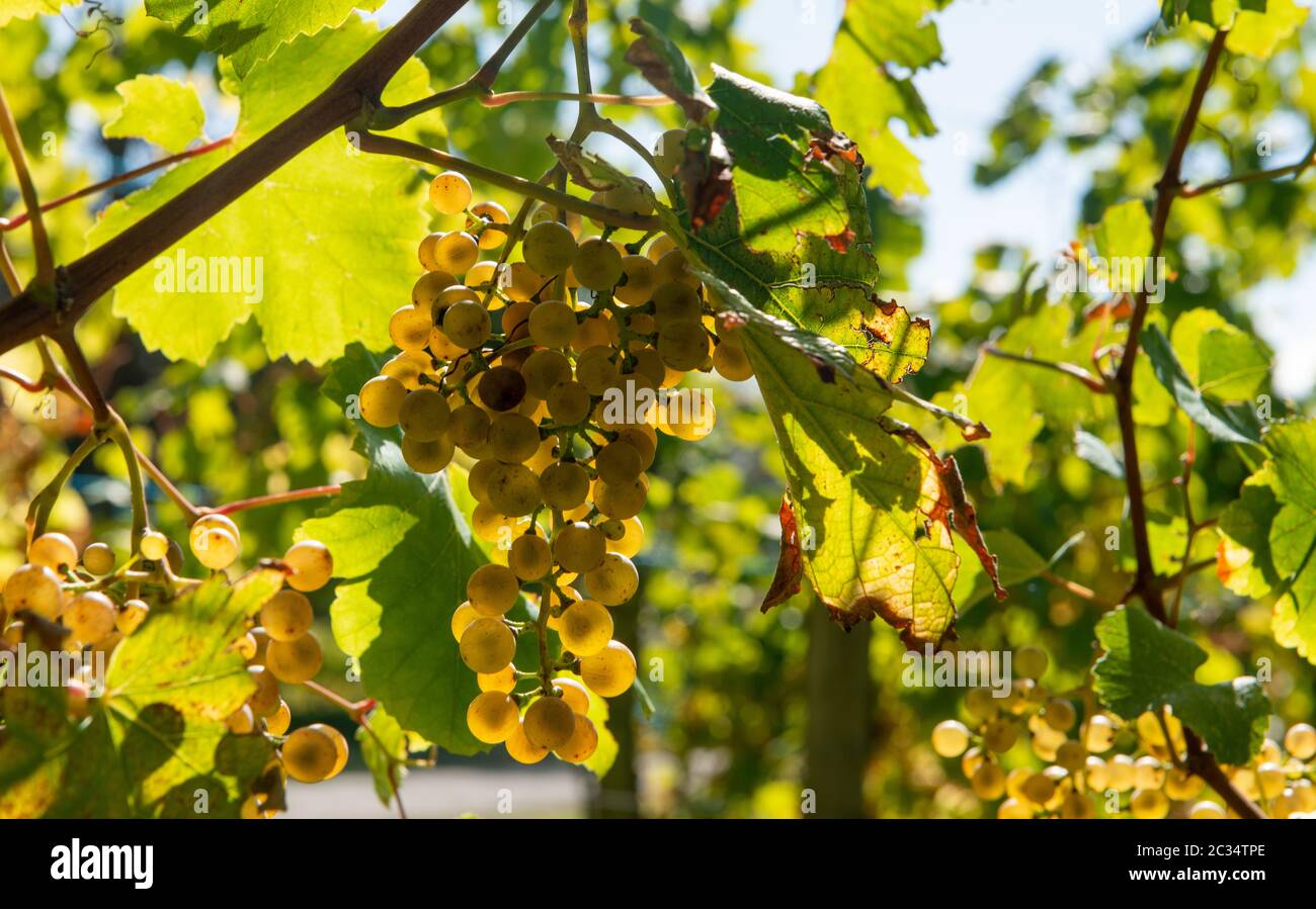 White jurancon hi-res stock photography and images - Alamy