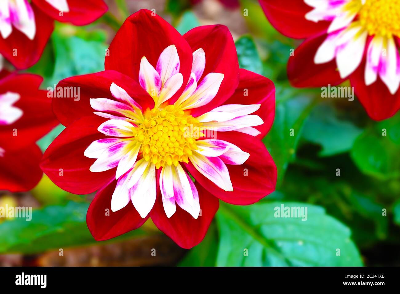Flower Dahlia Night Butterfly Collarette Princess Dahlias Stock Photo ...