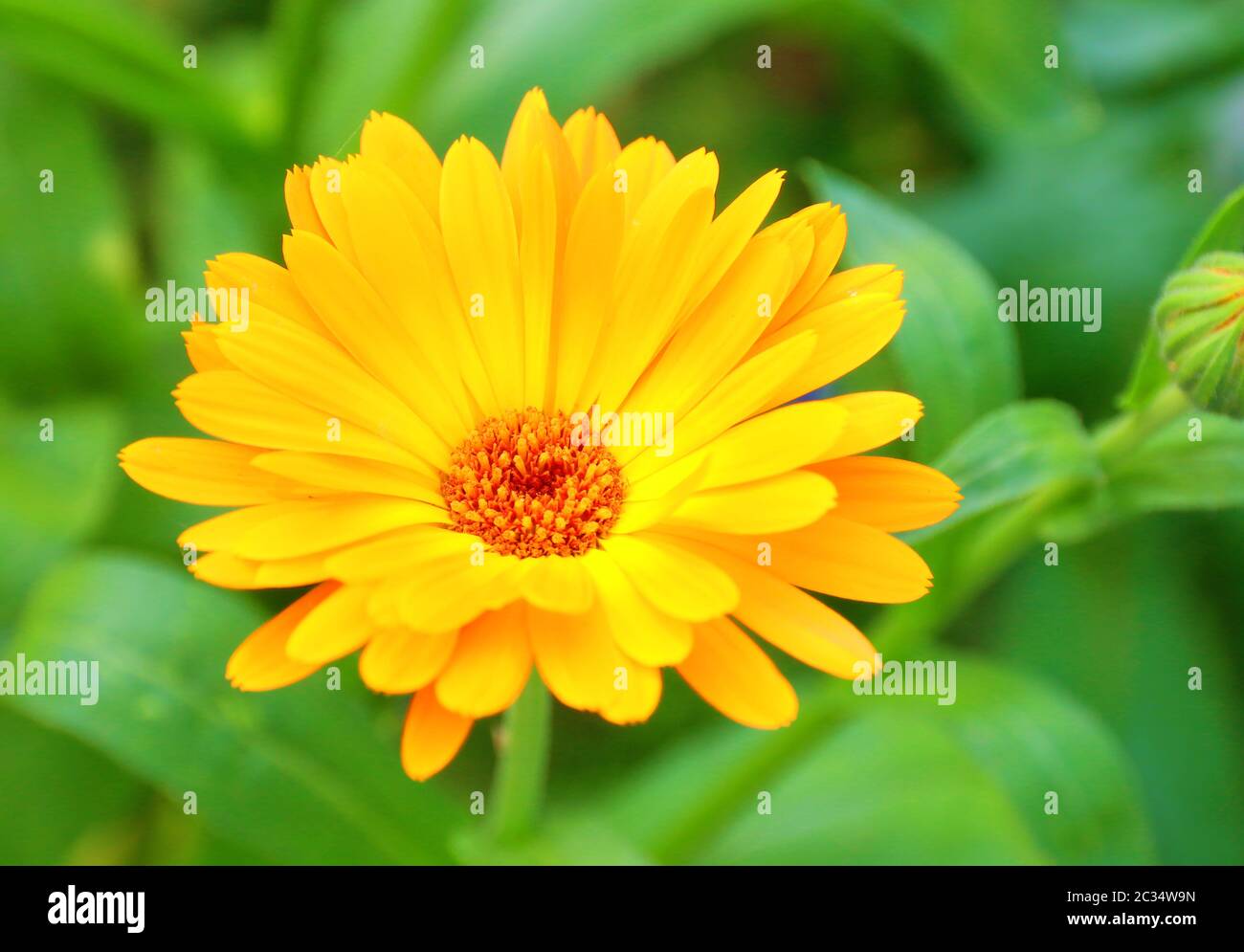 Flower pot marigold, ruddles, Calendula officinalis common marigold ...