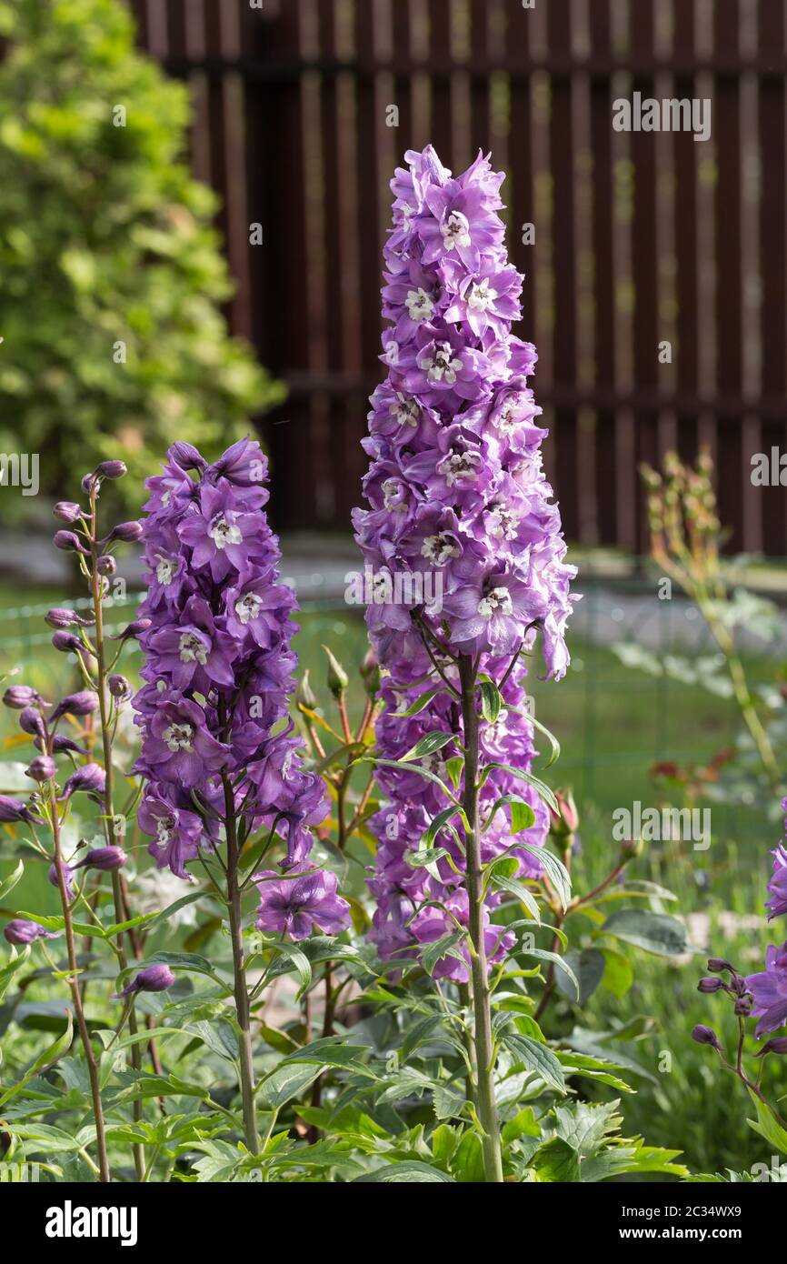 Purple Delphinium Flower in Garden Stock Photo - Alamy
