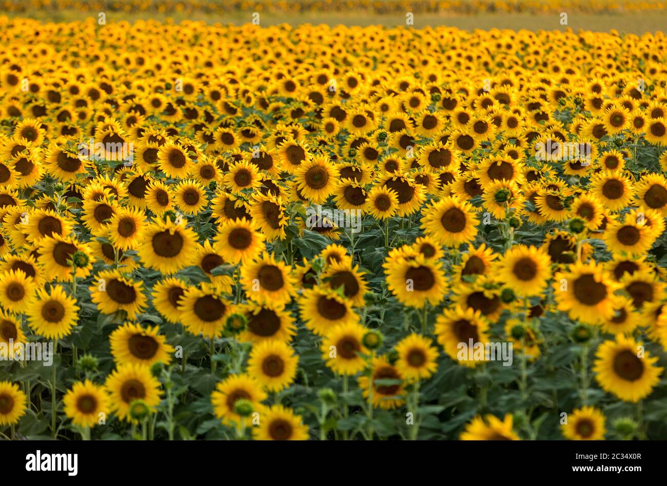 Field with flowers near arles hi-res stock photography and images - Alamy