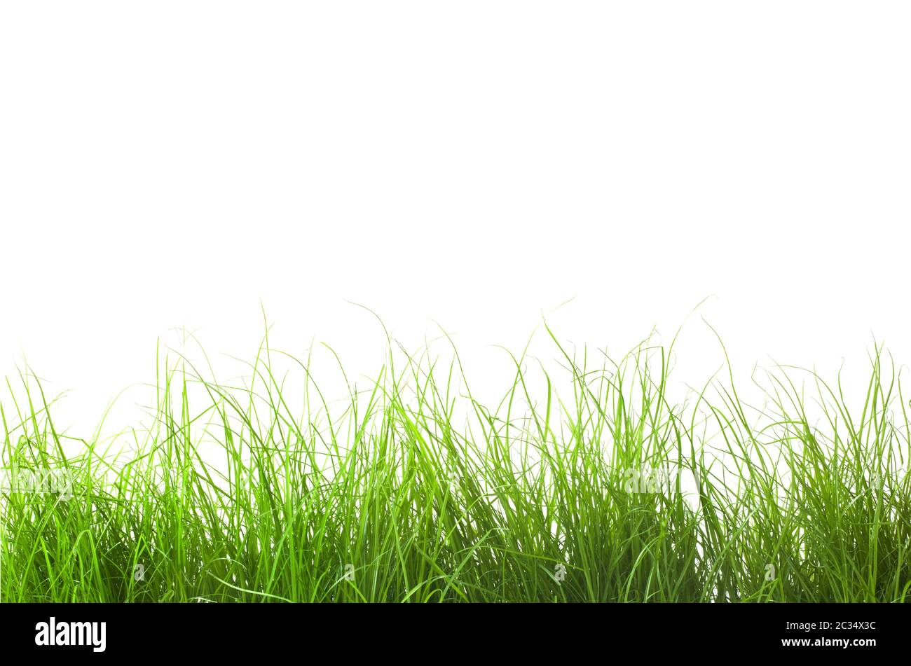Grass On A White Background Stock Photo - Alamy