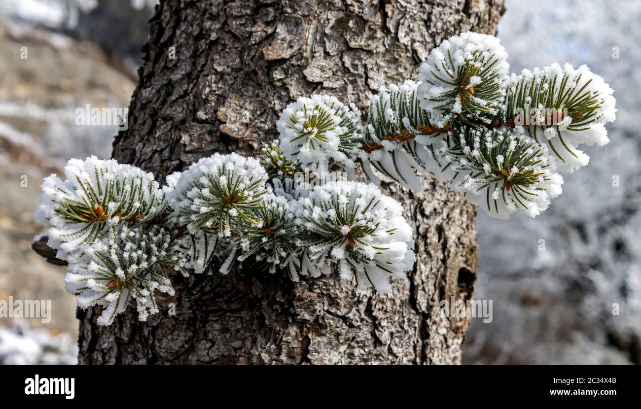 Freshly fallen snow on pine branches on a frosty day Stock Photo - Alamy