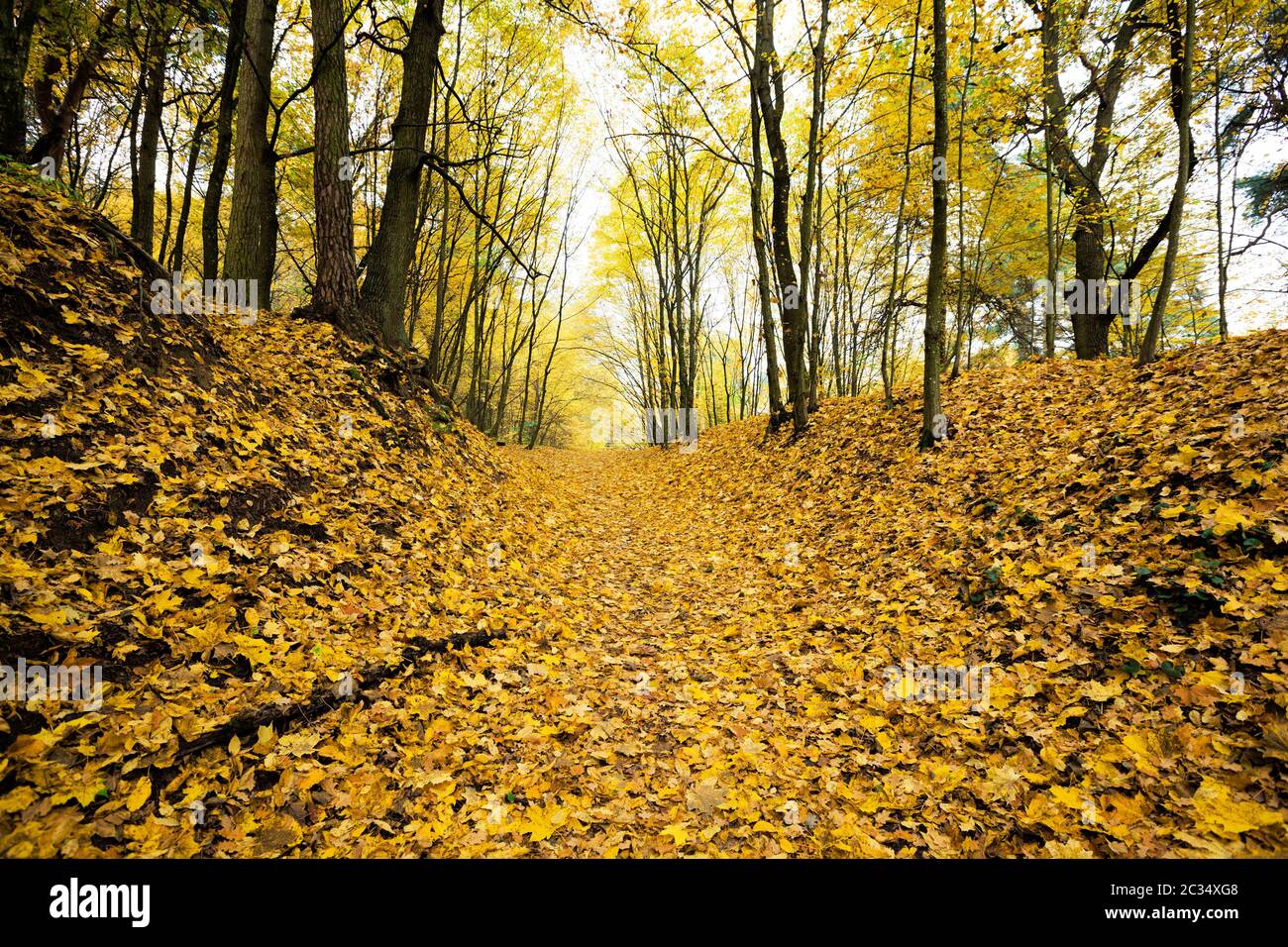 dull weather in the autumn season in nature, the earth is covered with ...