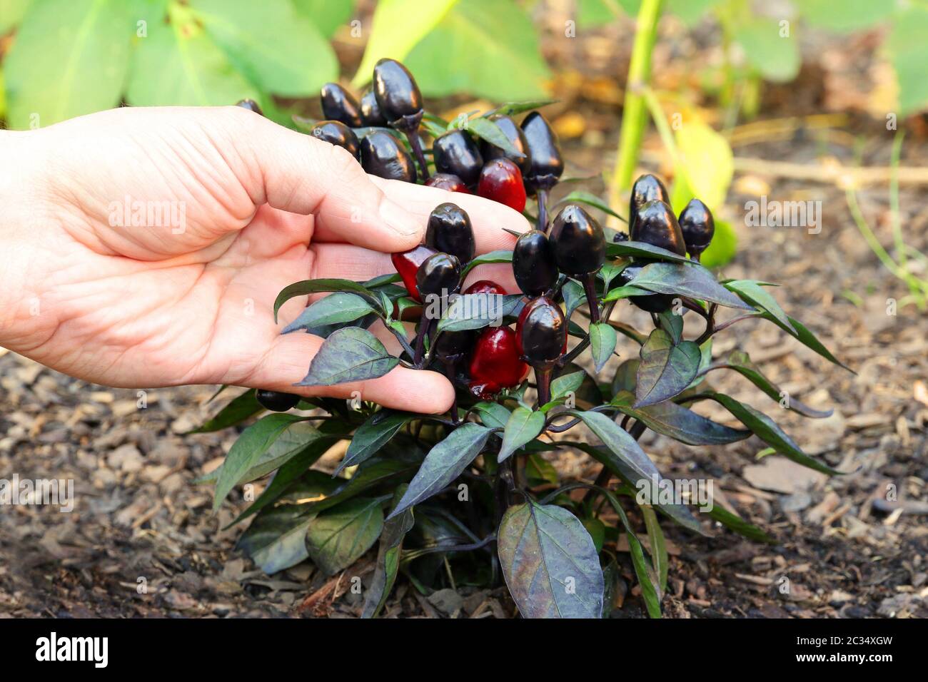 Plant capsicum ornamental hi-res stock photography and images - Alamy