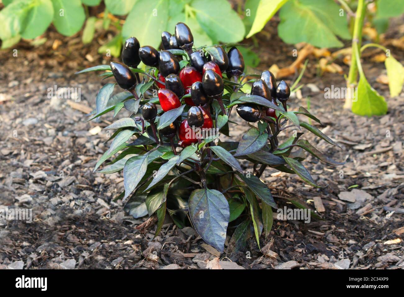 Plant capsicum ornamental hi-res stock photography and images - Alamy