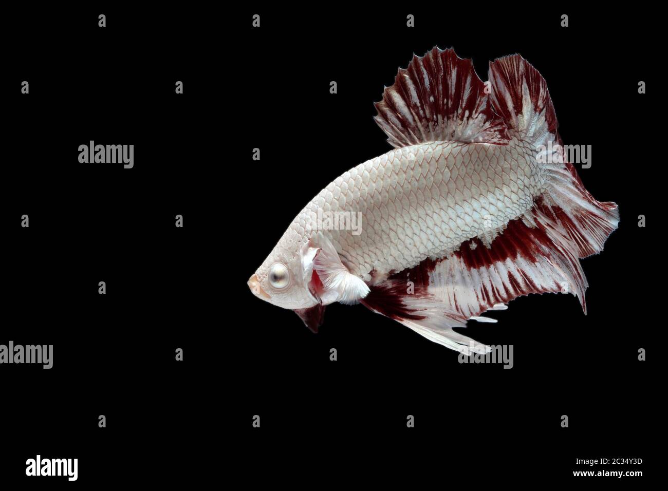 Aggressive Fighting Fish On Black Background Stock Photo Alamy