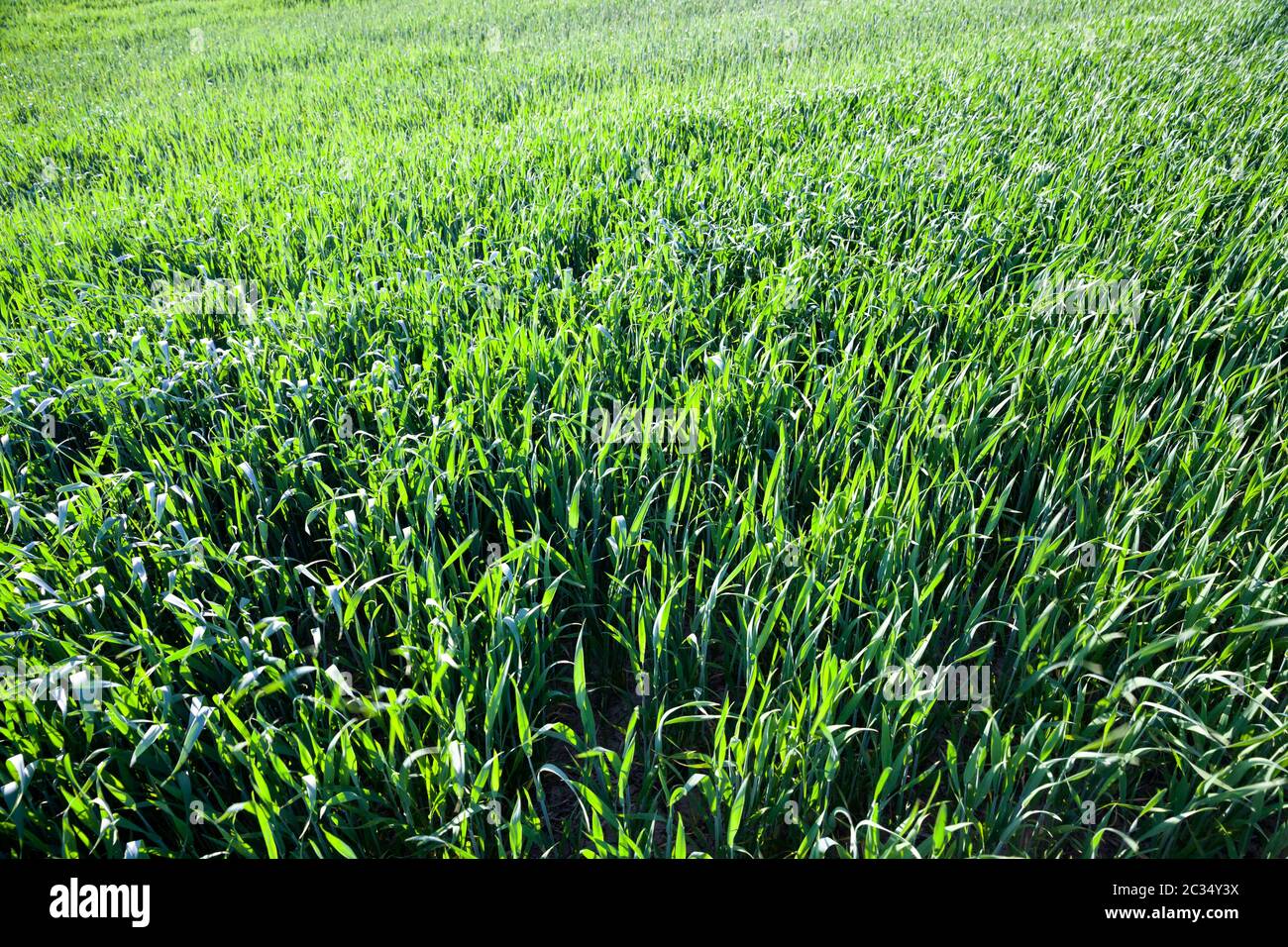 Rye grass field strips hi-res stock photography and images - Alamy