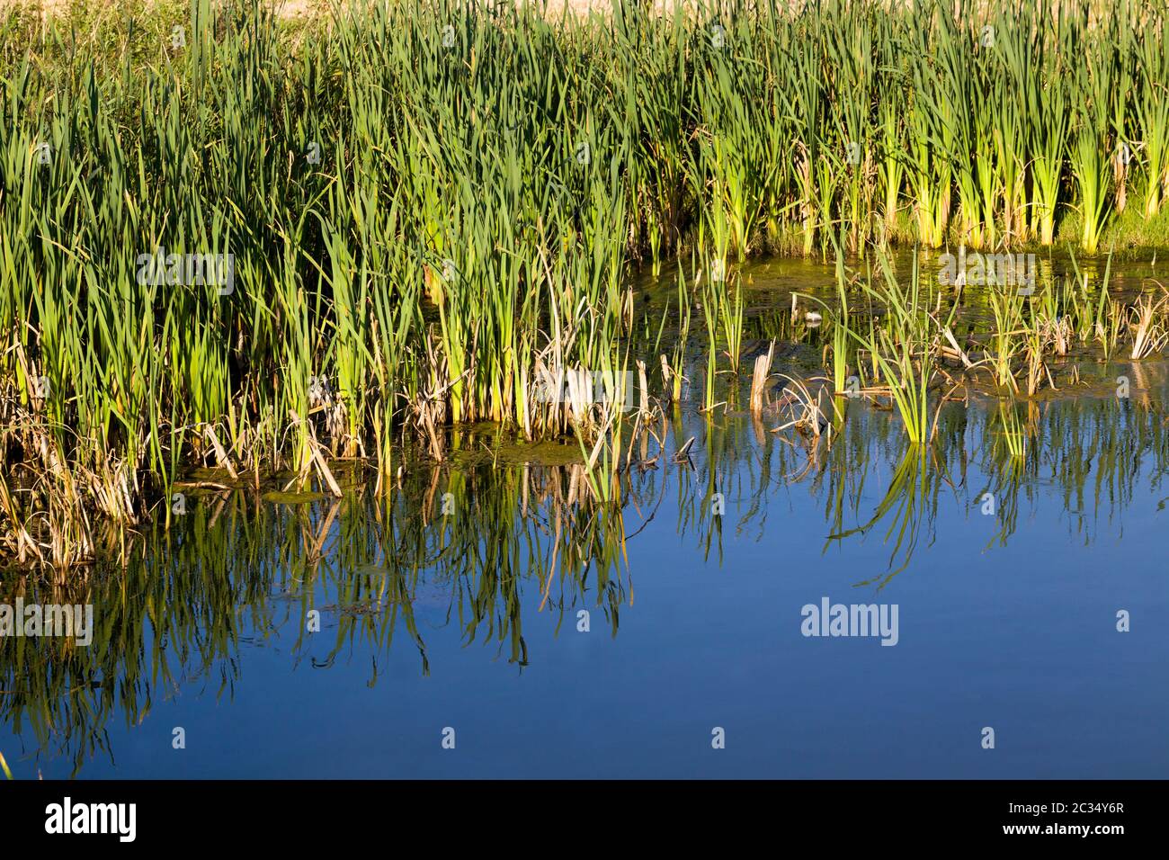 swampy area with green sedge and reeds in the summer, close-up Stock ...