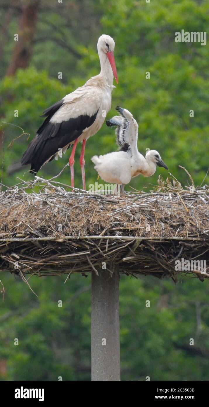 Children looking after animals hi-res stock photography and images - Alamy