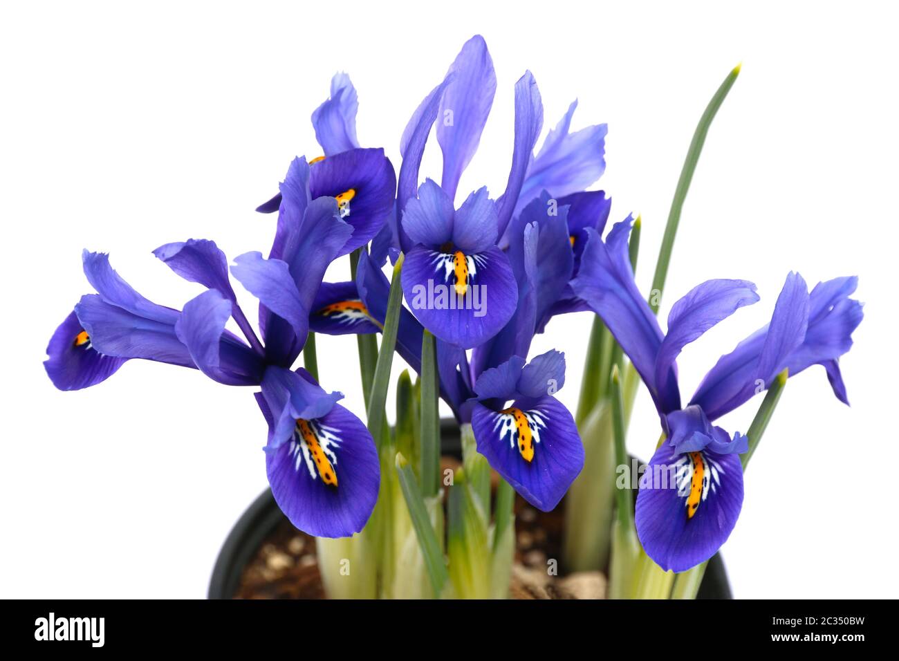 Blue yellow iris flower field isolated on white background Stock Photo ...