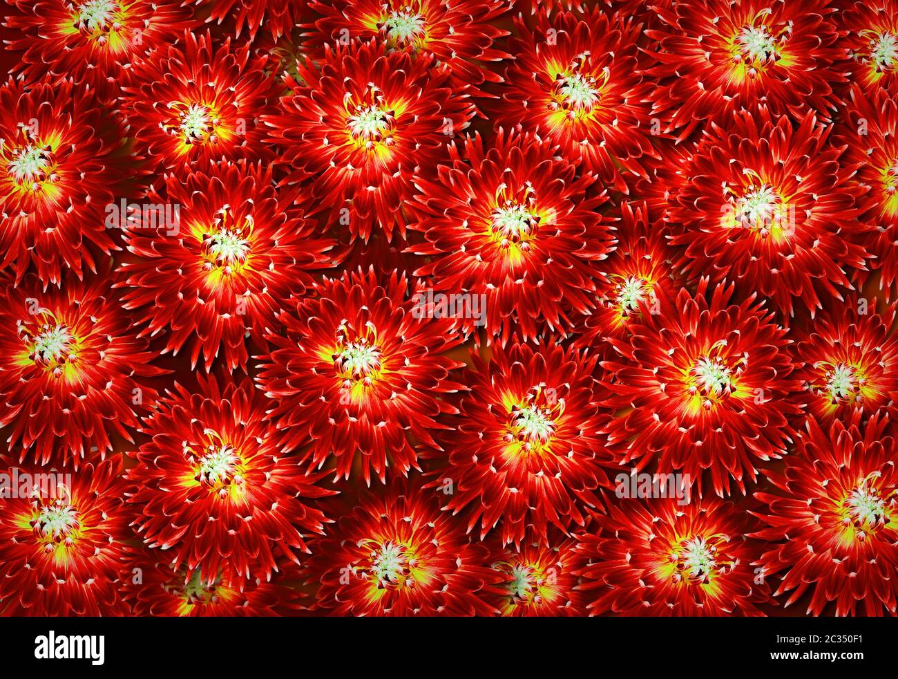 Flower dalia hi-res stock photography and images - Alamy