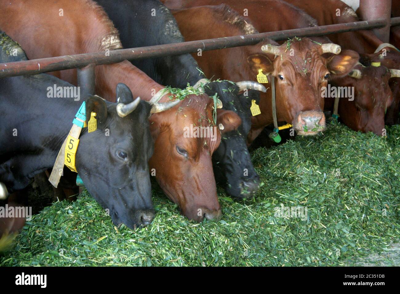 Cow farm hi-res stock photography and images - Alamy