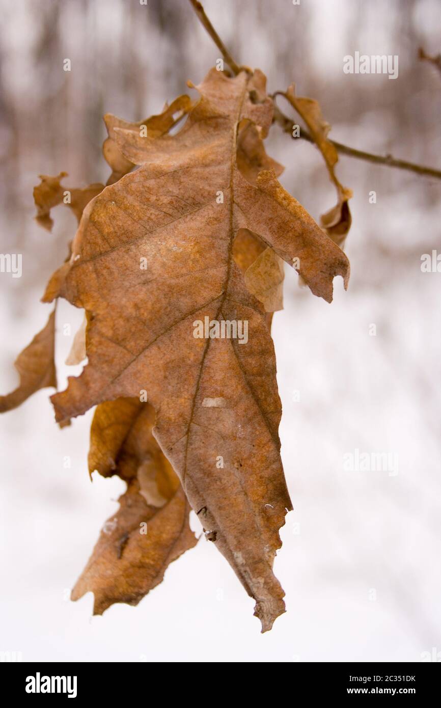 Dead leaf on branch hi-res stock photography and images - Alamy