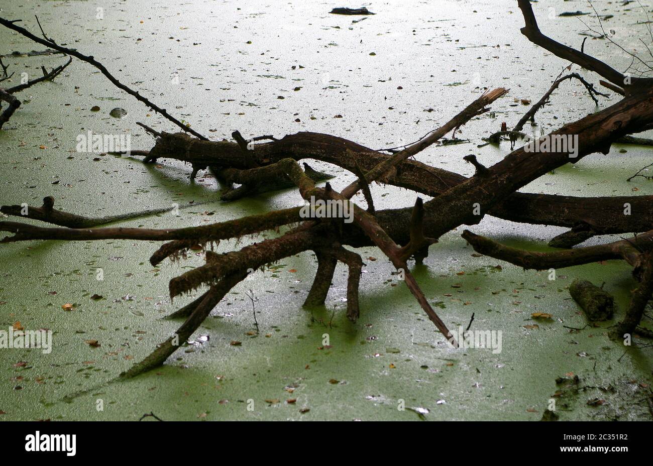 Swamp Algae High Resolution Stock Photography and Images - Alamy