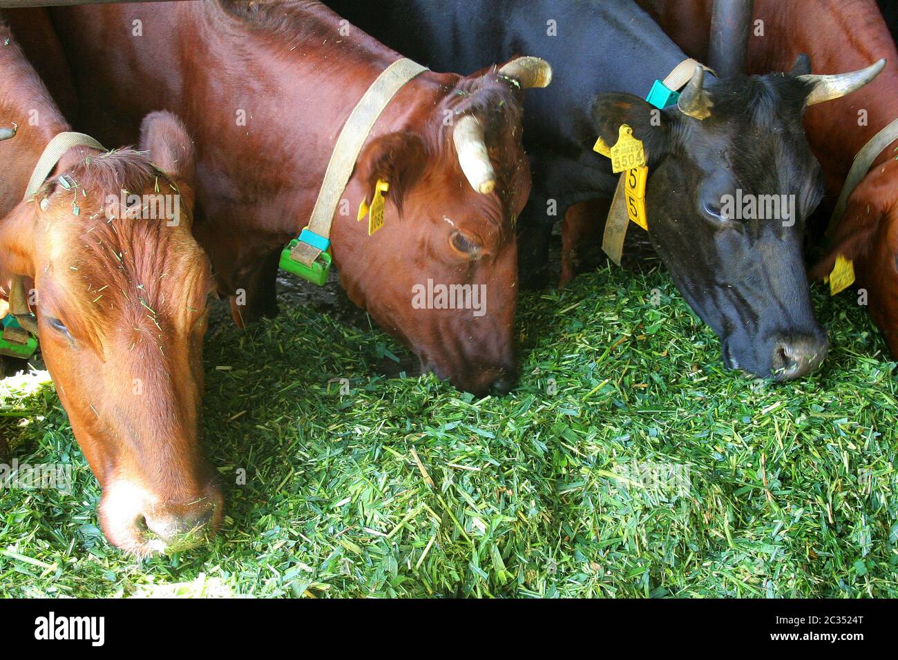 Industrial animal farm hi-res stock photography and images - Alamy
