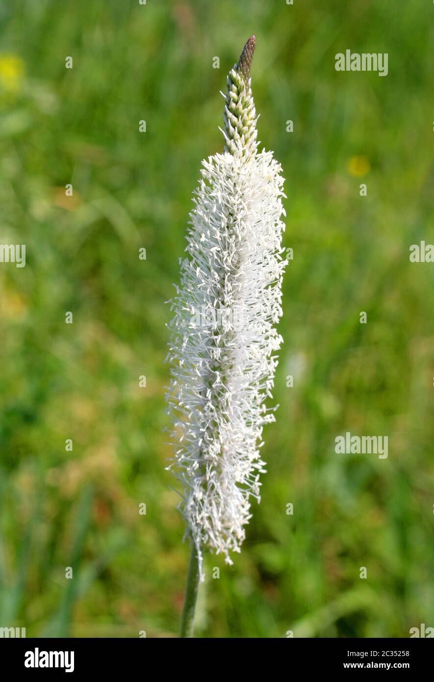 Plantain lawn hi-res stock photography and images - Alamy