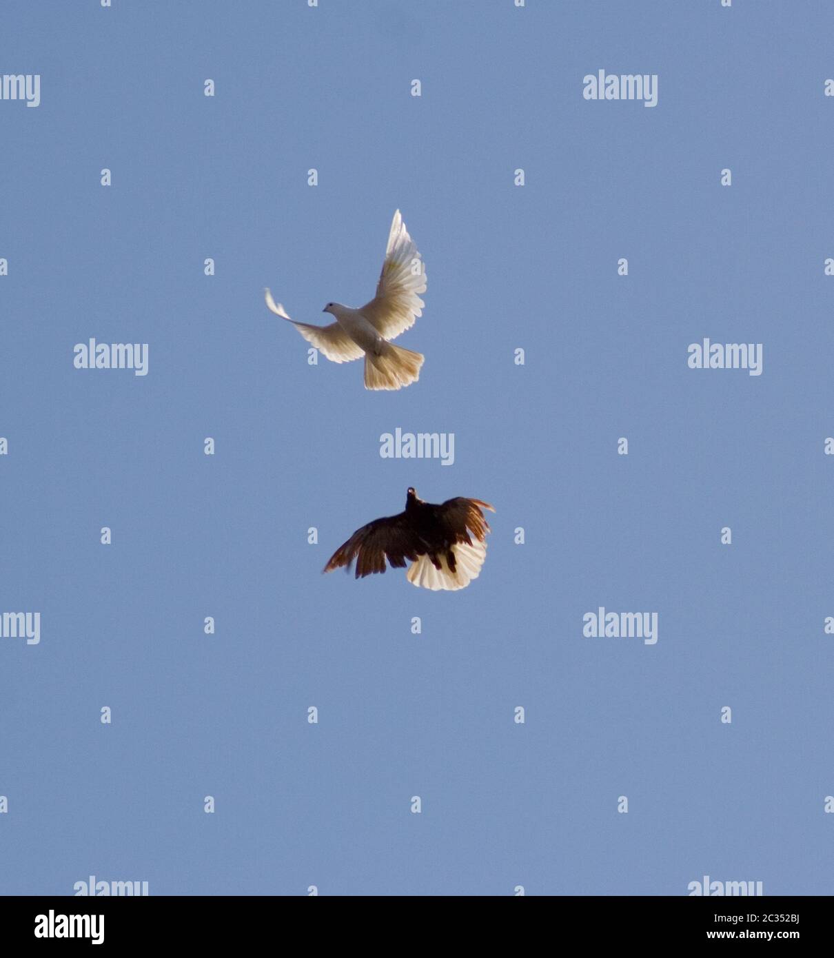 Pigeon in flight Stock Photo - Alamy