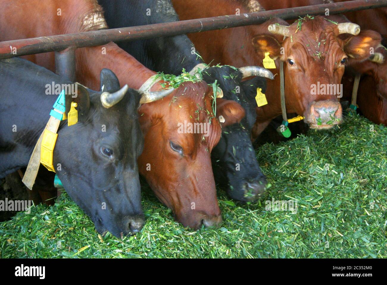 cows on the farm Stock Photo - Alamy