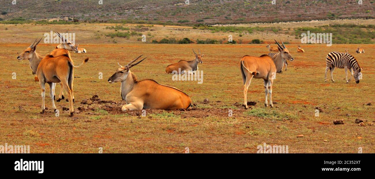 the wild animals of South Africa Stock Photo - Alamy