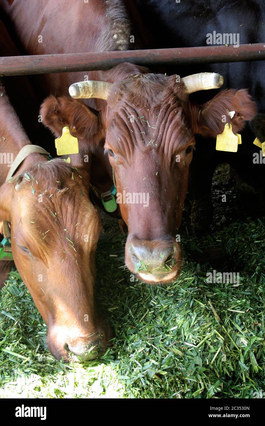 cows on the farm Stock Photo - Alamy
