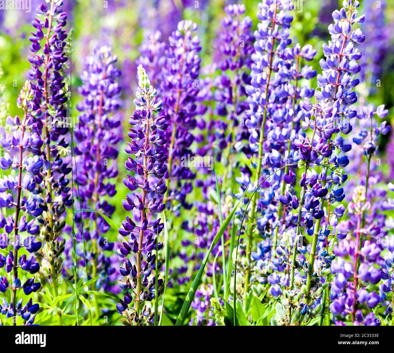 photo of flowering small grass and blue lupine in the spring season ...