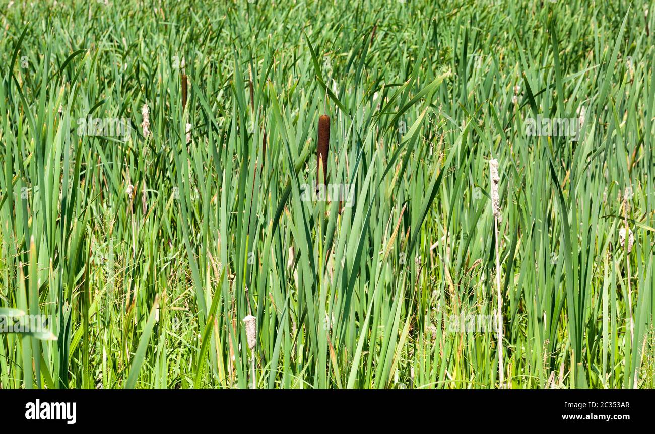 black reeds growing among a lot of tall sedge and grass in the swamp ...
