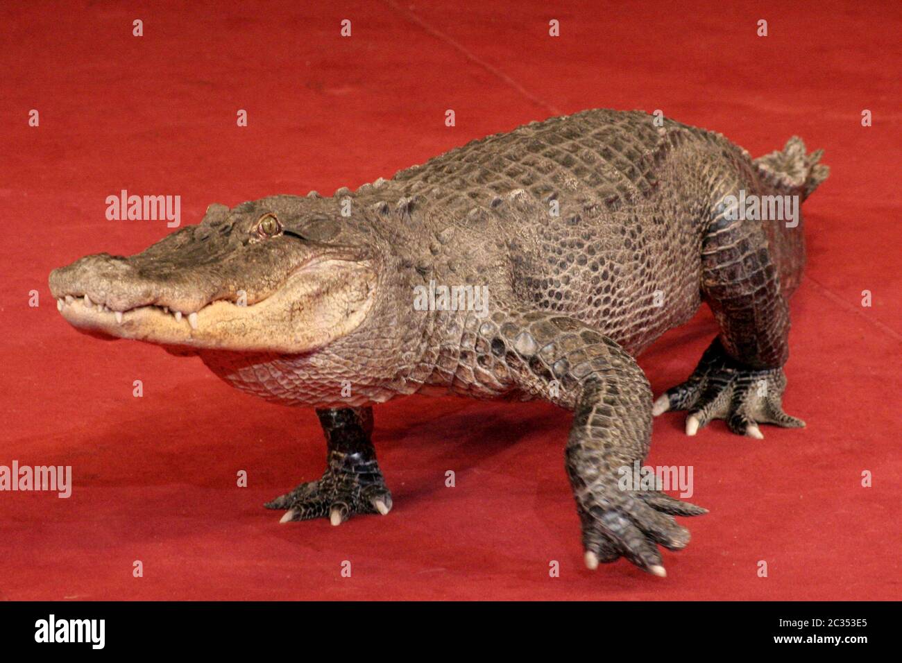 Muzzle alligator crocodile hi-res stock photography and images - Alamy