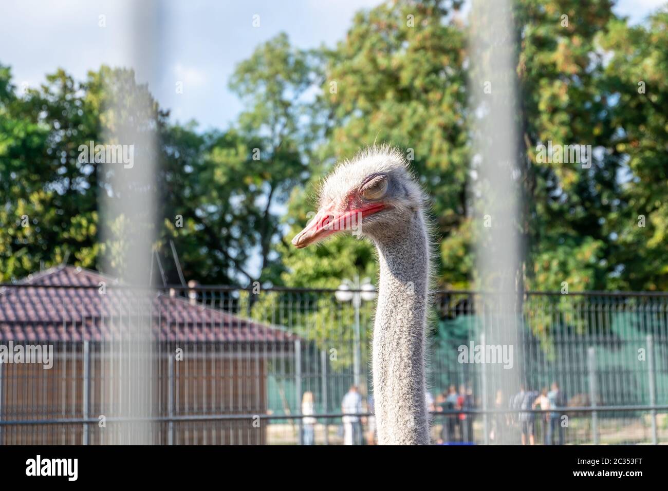 Sleeping ostrich in zoo close up Stock Photo - Alamy